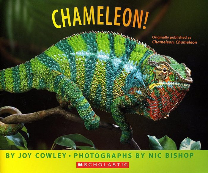 Chameleon! | RIF.org