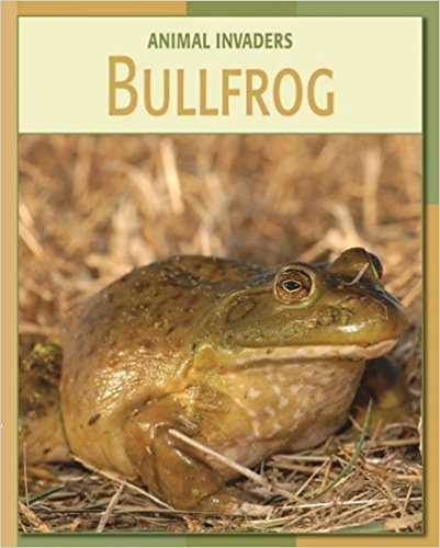 Bullfrog at Magnolia Circle | RIF.org